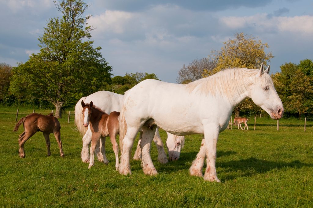 Boulonnais - Cavalassur - Race Chevaux