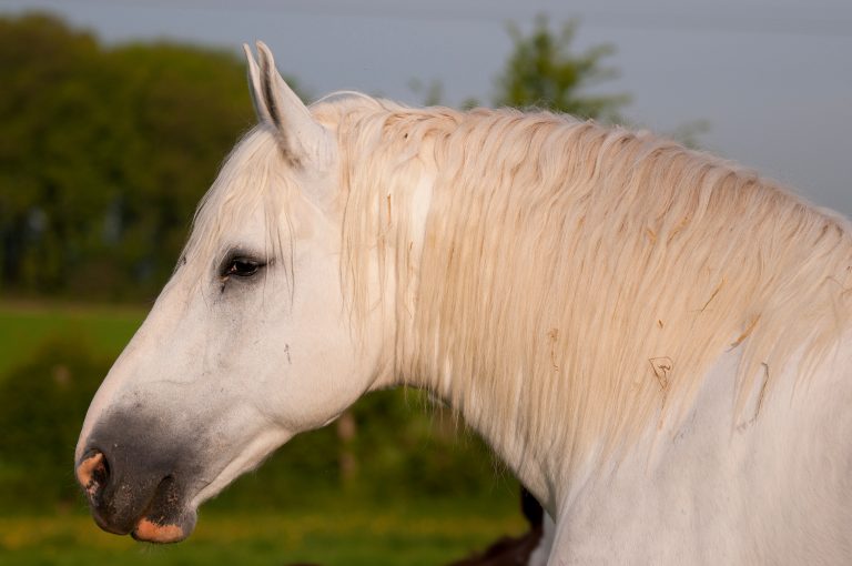 Boulonnais - Cavalassur - Race Chevaux