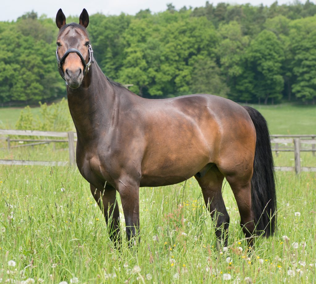 Pur Sang Anglais (PS) - Cavalassur - Race Chevaux