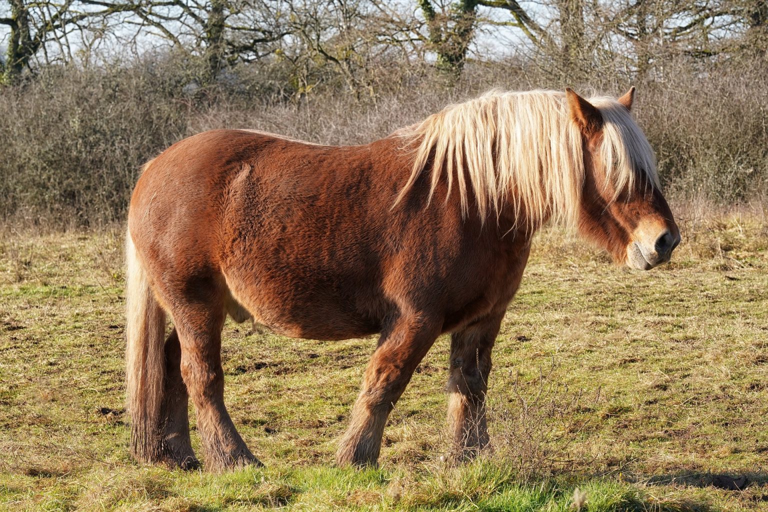 Comtois - Cavalassur - Race Chevaux