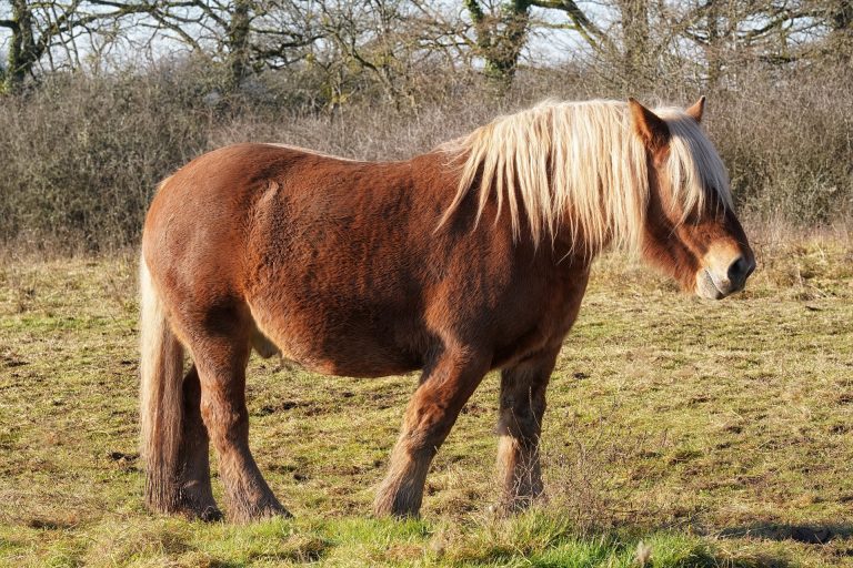 Comtois - Cavalassur - Race Chevaux