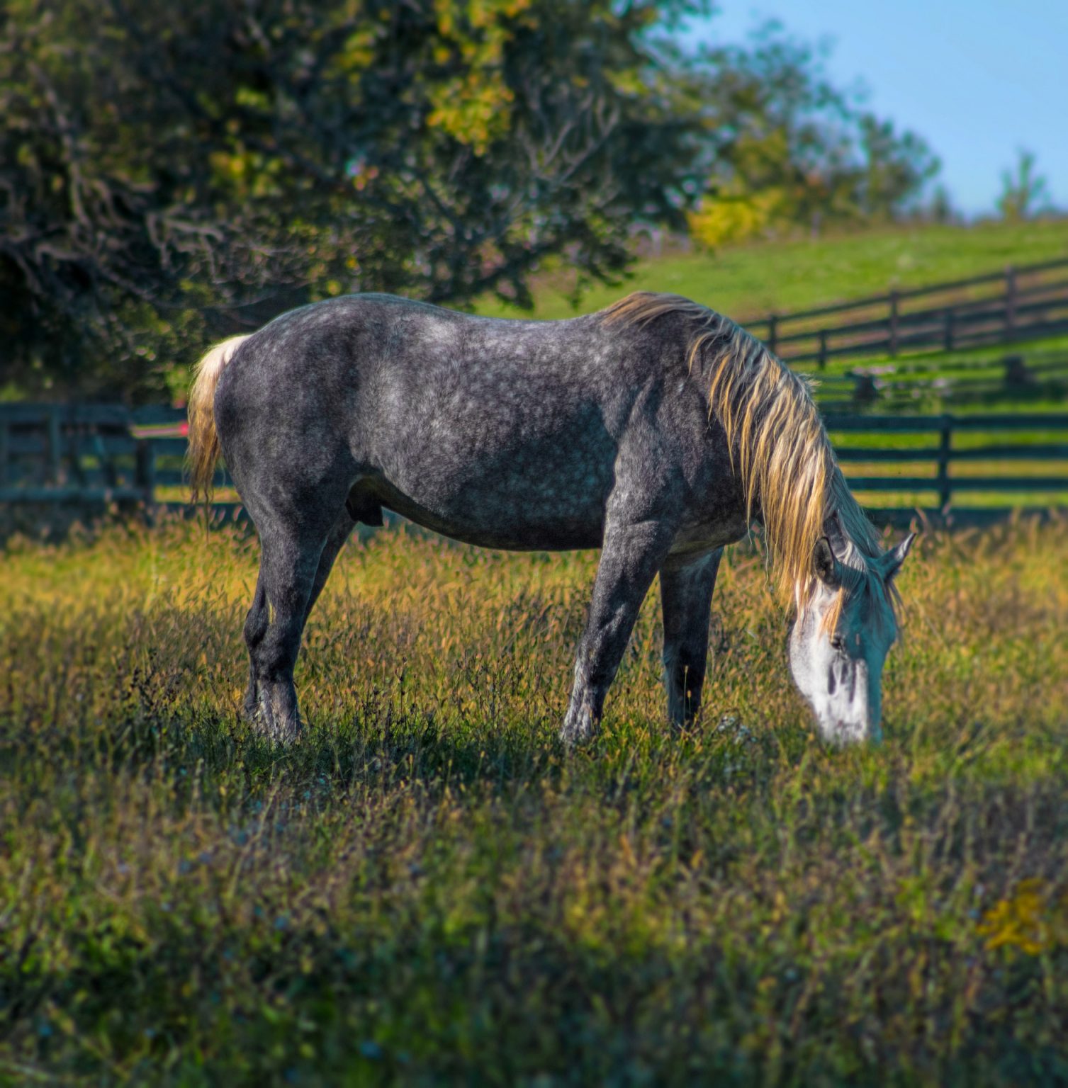 Percheron - Cavalassur - Race Chevaux